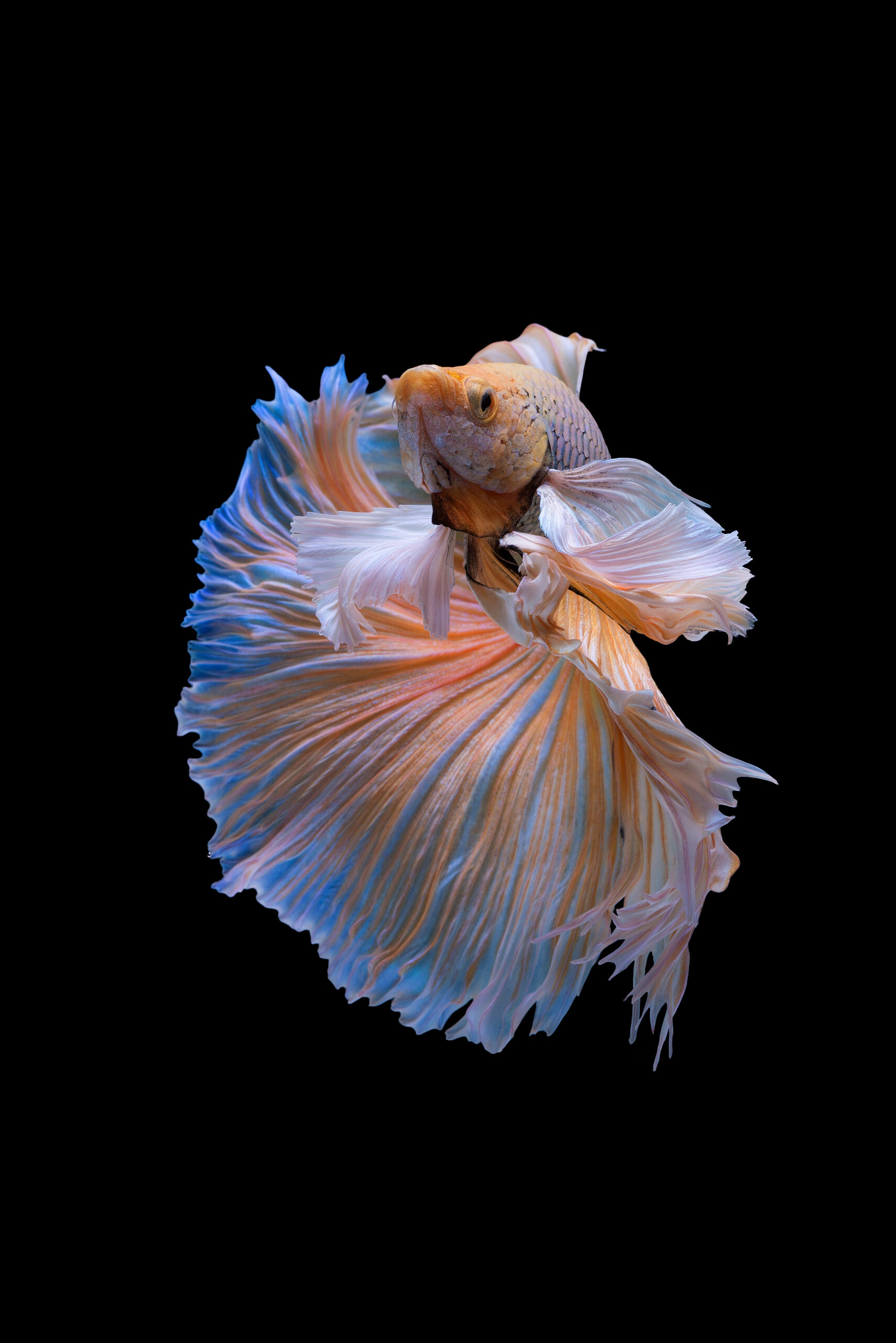 Dazzling Fins: The Enchanting Half Moon Betta Fish Care - Fighter Fish ...
